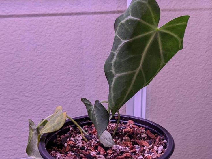6 Reasons Why Anthurium Is Dying (And How to Revive) – World of Garden ...