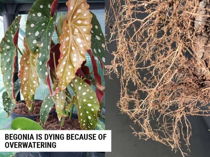 Why Is Begonia Dying? (And How To Revive It) – World of Garden Plants