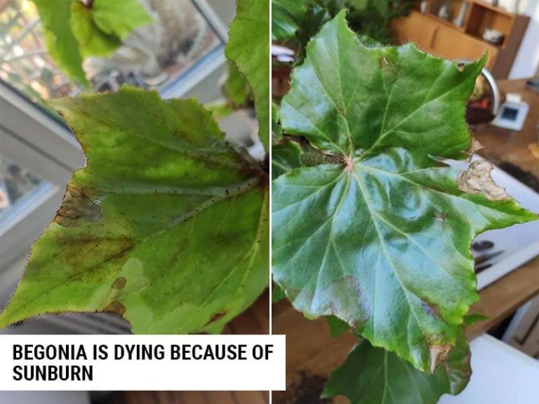 Why Is Begonia Dying? (And How To Revive It) – World of Garden Plants