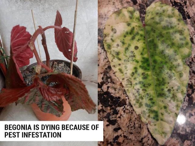 Why Is Begonia Dying? (And How To Revive It) – World of Garden Plants