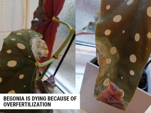 Why Is Begonia Dying? (And How To Revive It) – World of Garden Plants