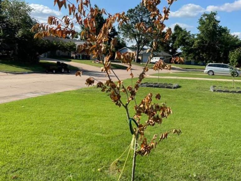 7 Reasons Why Cherry Trees Don’t Grow (And How To Fix It) – World of ...