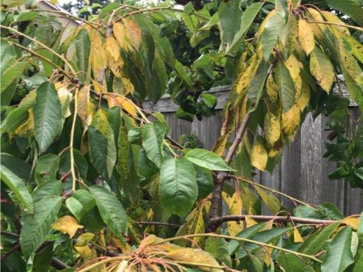 7 Reasons Why Cherry Trees Don’t Grow (And How To Fix It) – World of ...