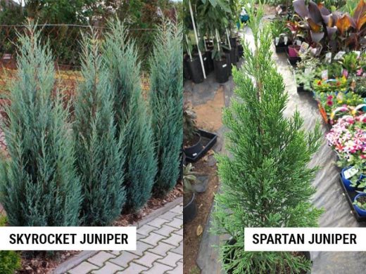 Skyrocket Juniper Versus Other Junipers – World of Garden Plants