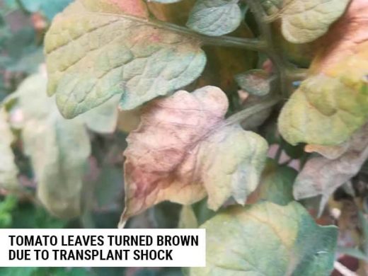 Tomato Transplant Shock (And How To Reduce It) – World of Garden Plants