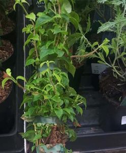 11 Climbing Hydrangea Varieties – World of Garden Plants