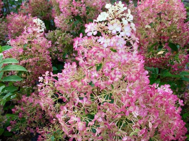 Bobo Hydrangea Care Guide – World of Garden Plants