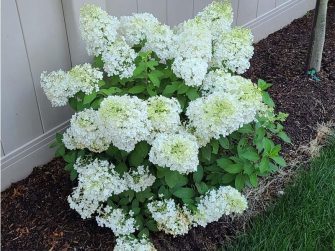 Bobo Hydrangea Care Guide – World of Garden Plants