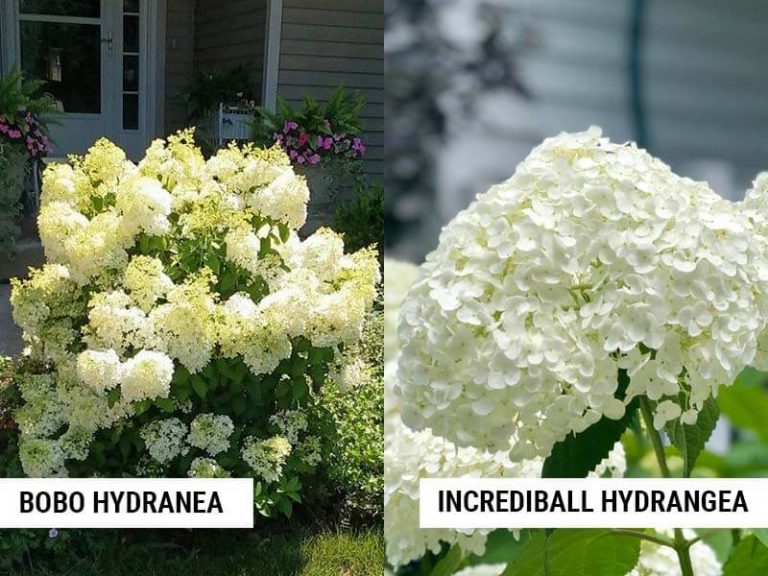 Bobo Hydrangea Care Guide – World of Garden Plants