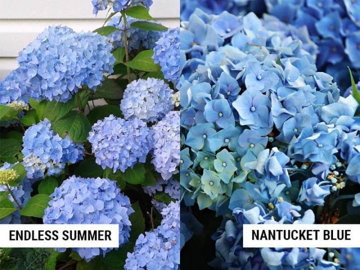 Endless Summer Hydrangea vs Other Hydrangeas – World of Garden Plants