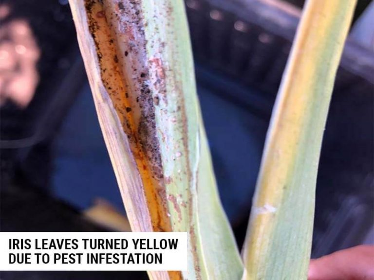 6 Mistakes That Cause Iris Leaves to Turn Yellow (And How To Fix It ...