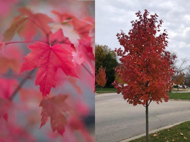October Glory Maple Care Guide – World of Garden Plants