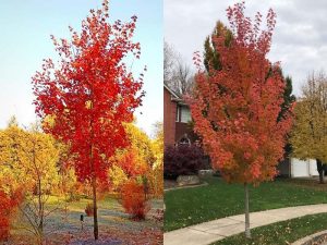 October Glory Maple Care Guide – World of Garden Plants