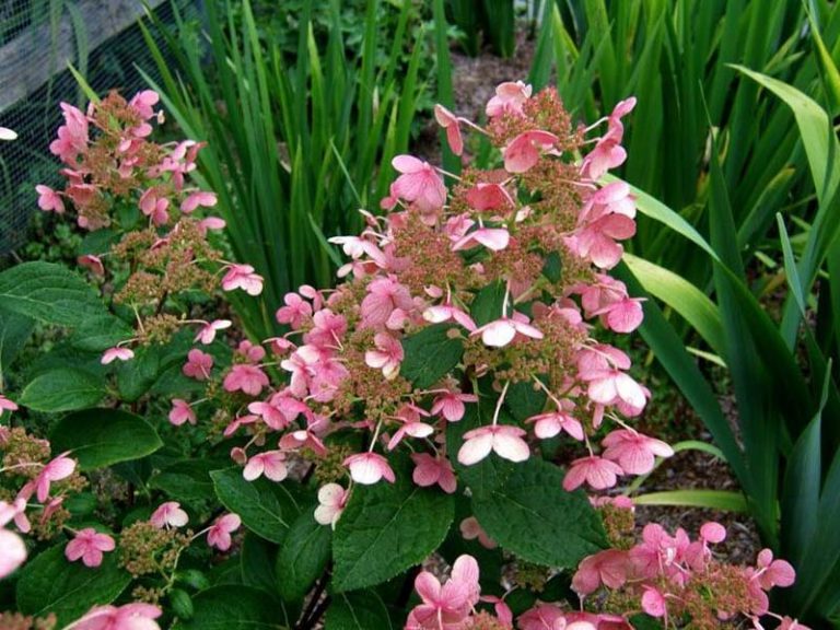 Quick Fire Hydrangea Care Guide – World of Garden Plants