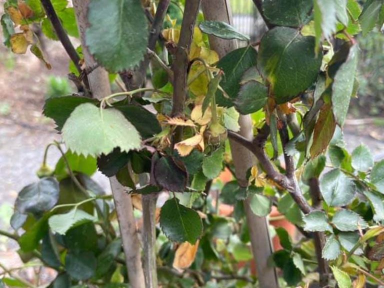 8 Tips On How To Treat Rose Transplant Shock – World of Garden Plants