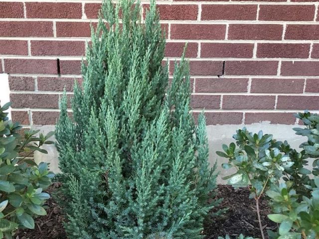 Blue Point Juniper Care Guide – World of Garden Plants