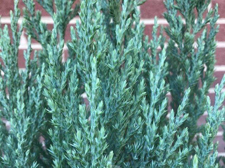 Blue Point Juniper Care Guide – World of Garden Plants