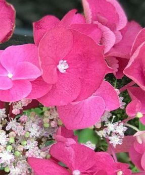 15 Red Hydrangea Varieties – World of Garden Plants