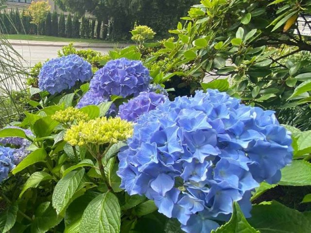 Mathilda Gutges Hydrangea Care – World of Garden Plants