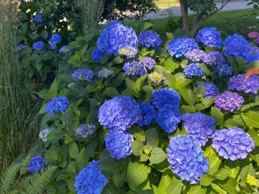 Mathilda Gutges Hydrangea Care – World of Garden Plants