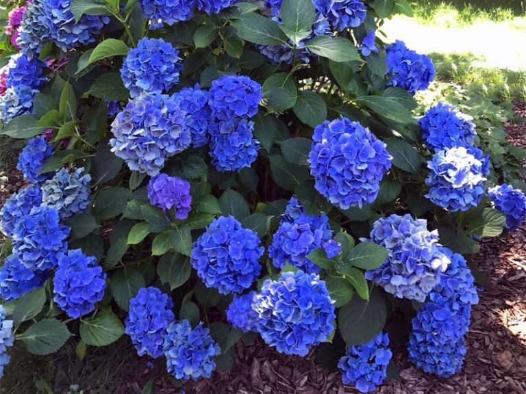 Mathilda Gutges Hydrangea Care – World of Garden Plants