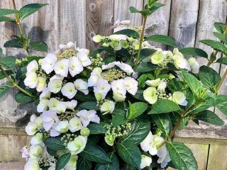 Runaway Bride Hydrangea Care Guide – World of Garden Plants
