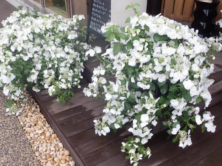 Runaway Bride Hydrangea Care Guide – World of Garden Plants