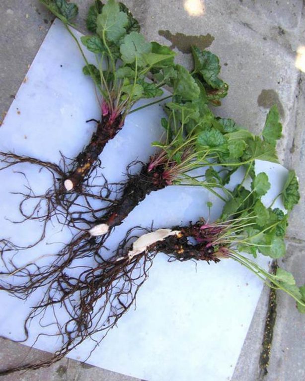 How To Propagate Coral Bells? – World of Garden Plants
