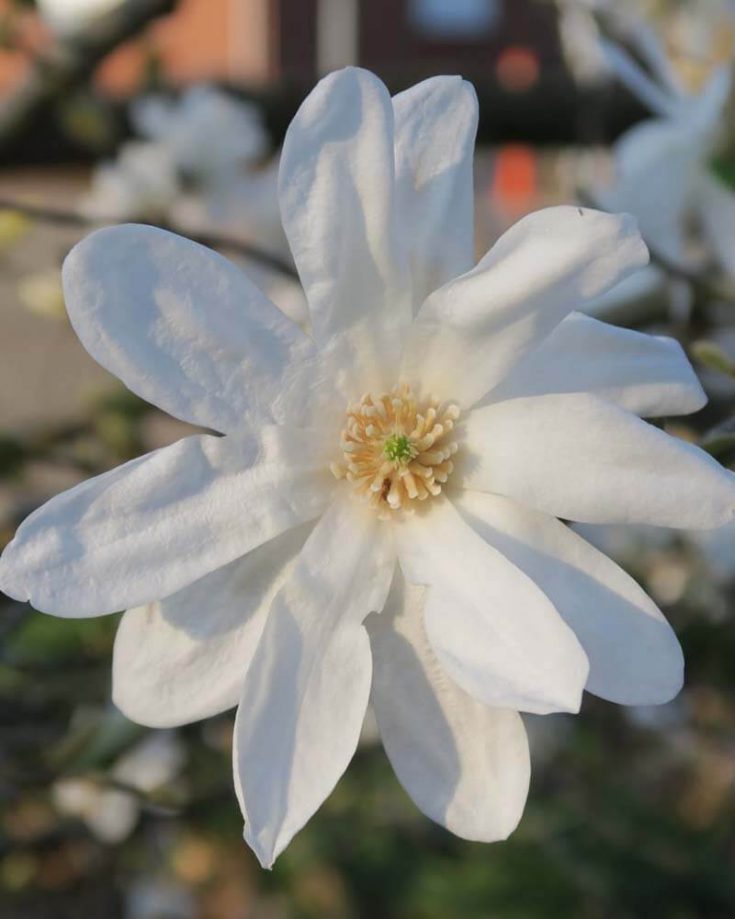 How Much Sun Does A Magnolia Tree Need? – World of Garden Plants