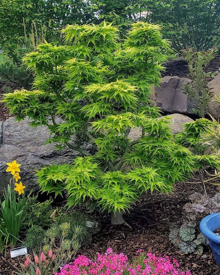 How Much Sun Does A Japanese Maple Need? – World of Garden Plants