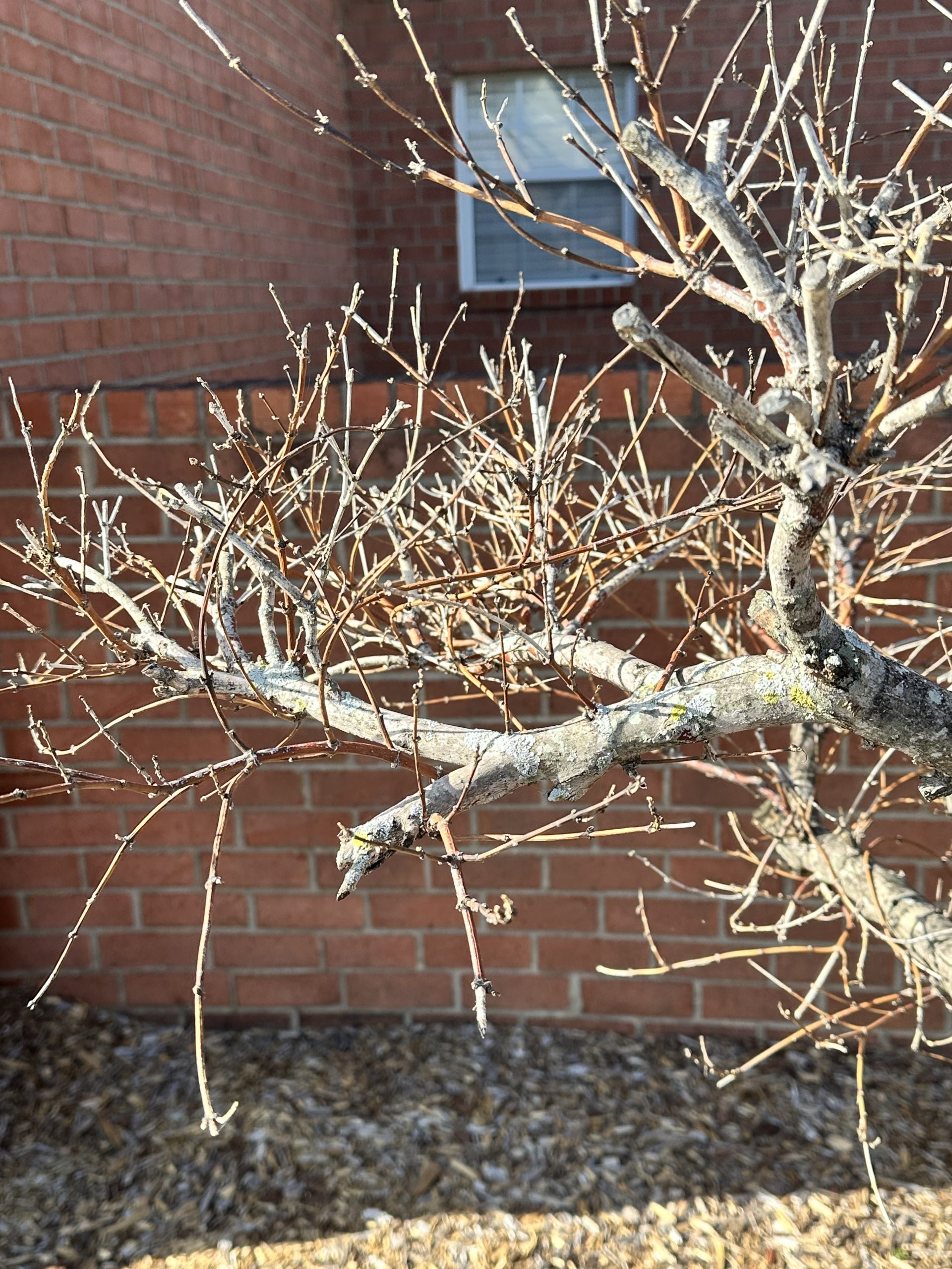8 Common Japanese Maple Diseases (With Pictures) – World of Garden Plants