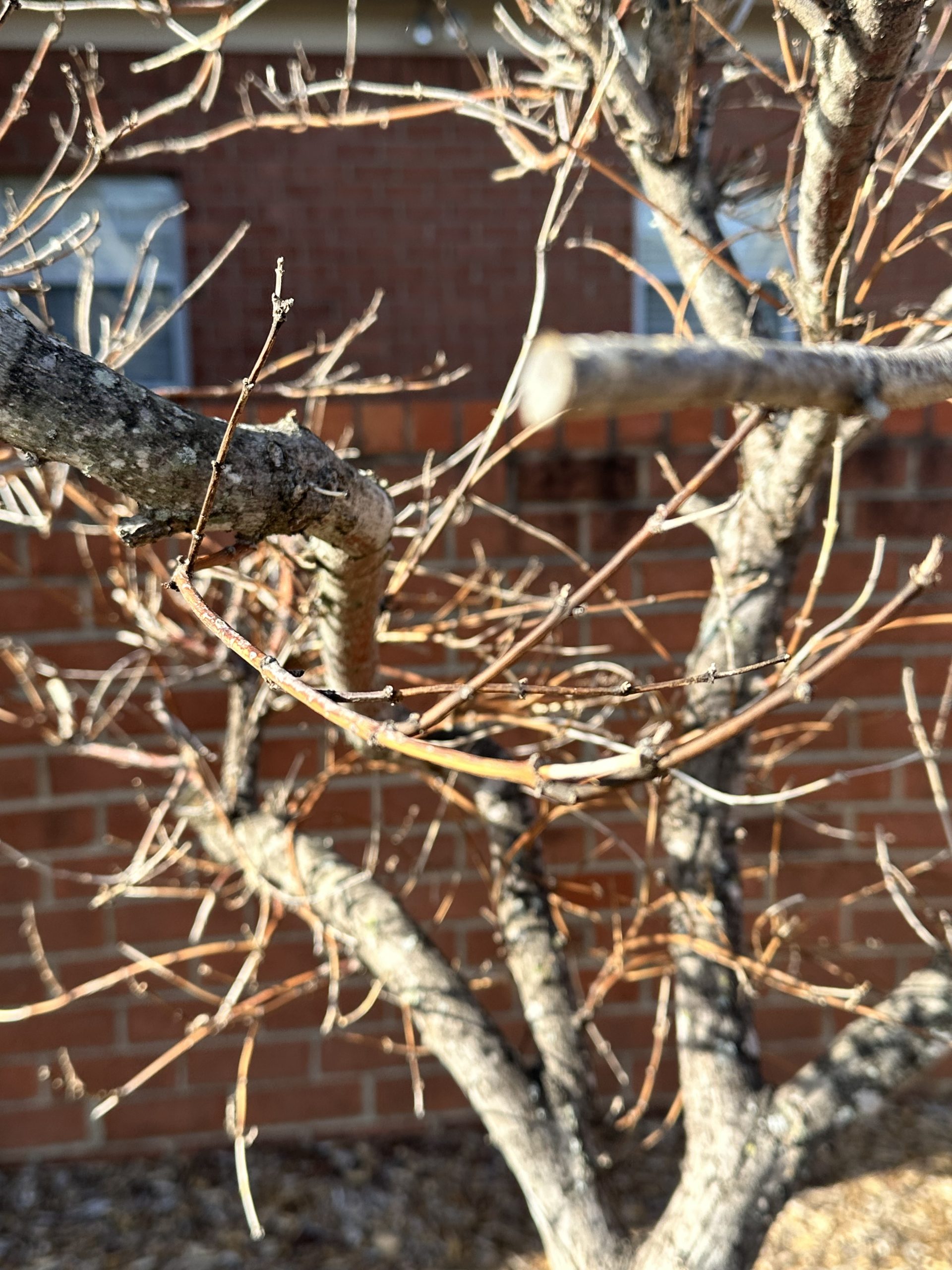 8 Common Japanese Maple Diseases (With Pictures) – World of Garden Plants