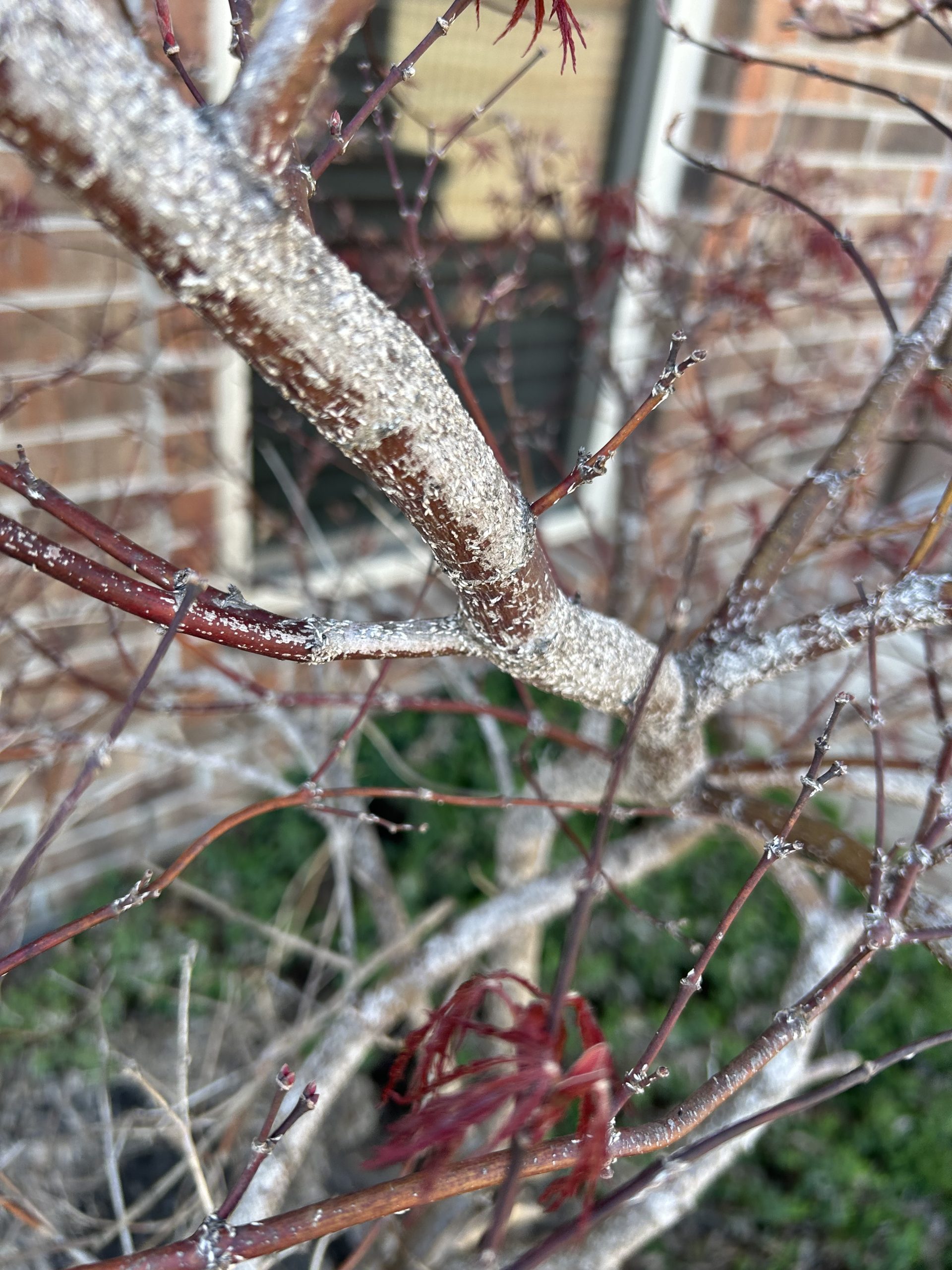 8 Common Japanese Maple Diseases (With Pictures) – World of Garden Plants