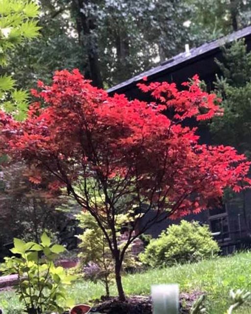 12 Small Red Japanese Maple Varieties – World of Garden Plants
