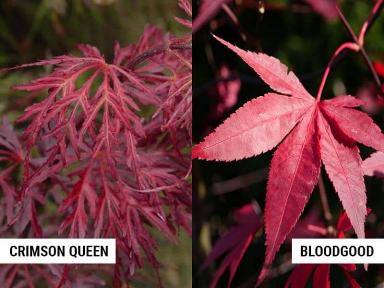 Bloodgood vs Crimson Queen Japanese Maple – World of Garden Plants