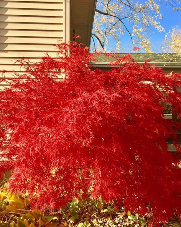 12 Small Red Japanese Maple Varieties – World of Garden Plants