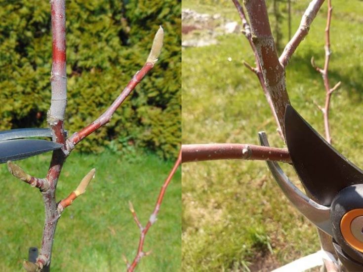 How Do I Prune A Magnolia Tree? – World of Garden Plants