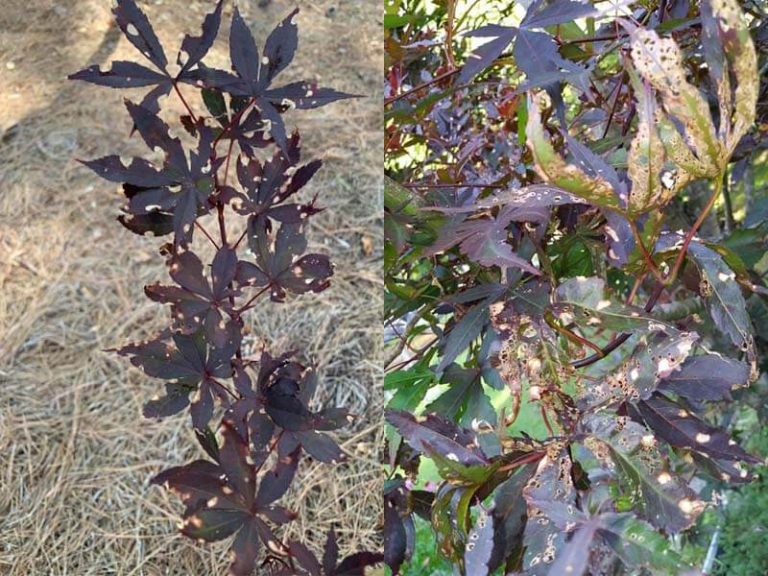 8 Common Japanese Maple Diseases (With Pictures) – World of Garden Plants