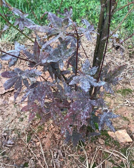 8 Common Japanese Maple Diseases (With Pictures) – World of Garden Plants