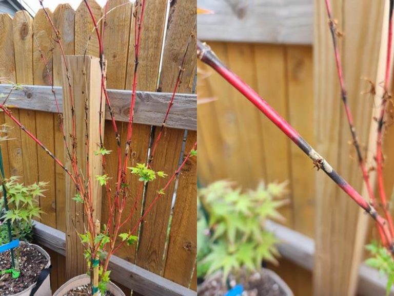 8 Common Japanese Maple Diseases (With Pictures) – World of Garden Plants