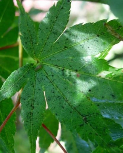 8 Common Japanese Maple Diseases (With Pictures) – World of Garden Plants