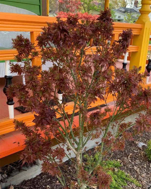 12 Small Red Japanese Maple Varieties – World of Garden Plants