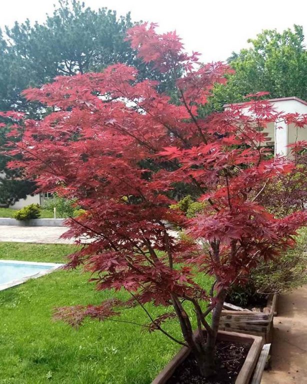 12 Small Red Japanese Maple Varieties – World of Garden Plants