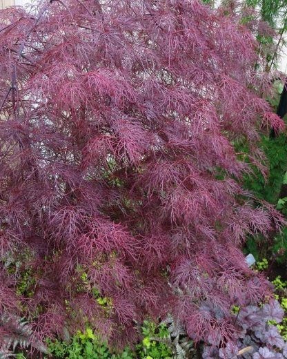 12 Small Red Japanese Maple Varieties – World of Garden Plants