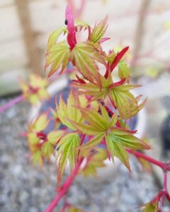 15 Red Bark Japanese Maple Varieties – World of Garden Plants