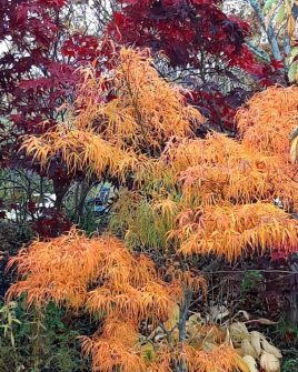 14 Full Sun Japanese Maple Varieties – World of Garden Plants