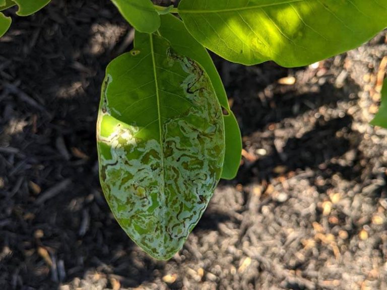 What Bugs Eat Magnolia Trees? – World of Garden Plants