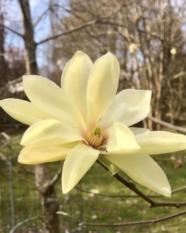 What Kind Of Soil Does A Magnolia Tree Need? – World of Garden Plants