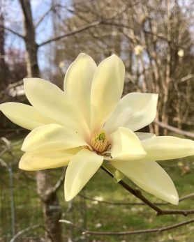 What Kind Of Soil Does A Magnolia Tree Need? – World of Garden Plants