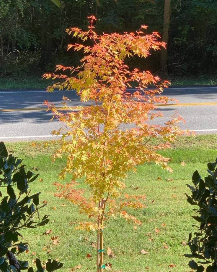 15 Red Bark Japanese Maple Varieties – World of Garden Plants